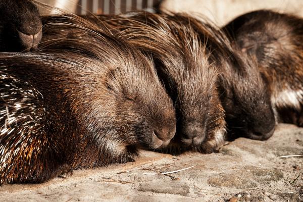 Tier Freizeitpark Thüle - Tierpatenschaft Stachelschwein inkl. einer ...